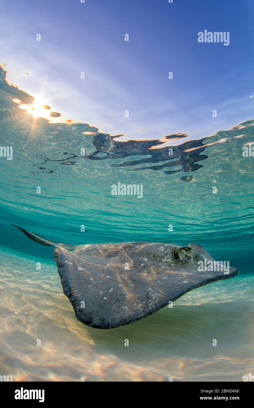 Hypanus hi-res stock photography and images - Alamy