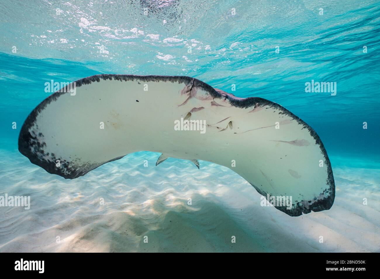 Hypanus hi-res stock photography and images - Alamy