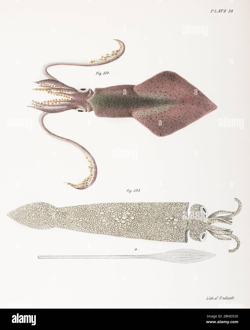 Longfin inshore squid hi-res stock photography and images - Alamy