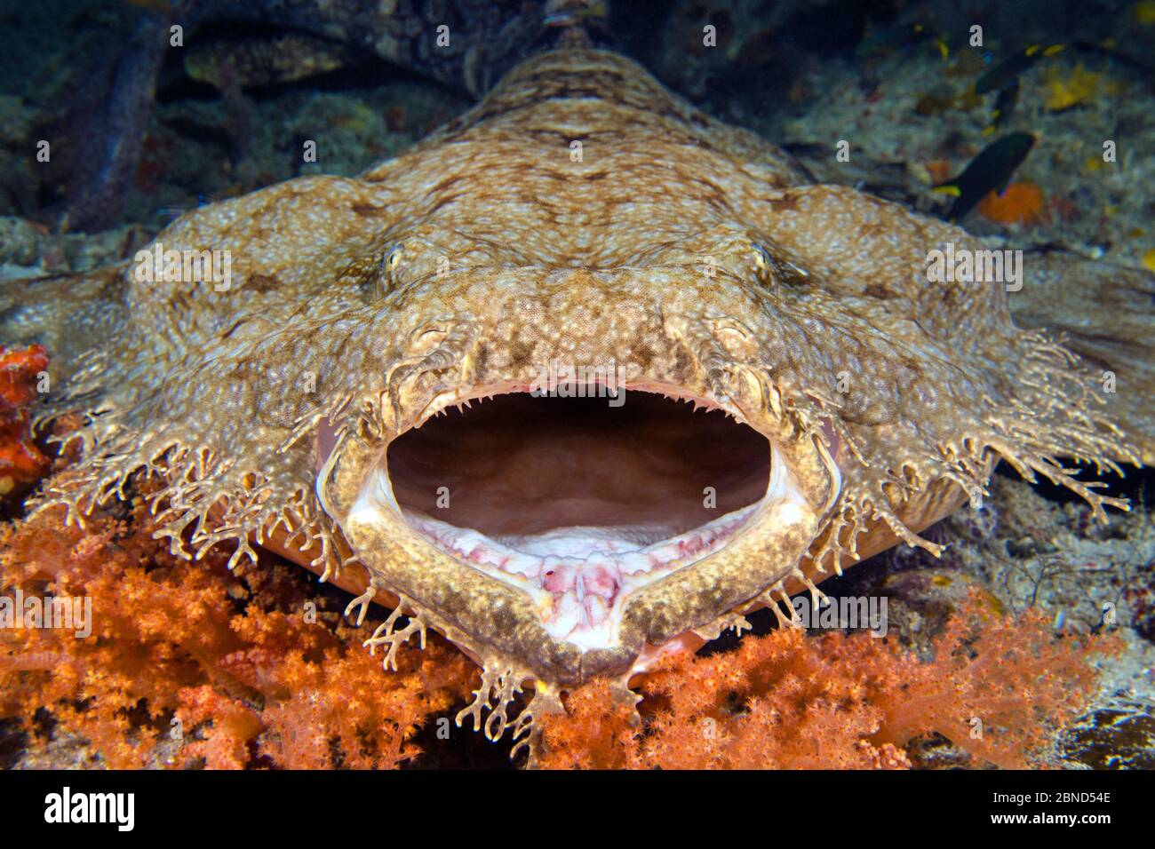 Tasseled wobbegong shark (Eucrossorhinus dasypogon) yawning. Citrus ...