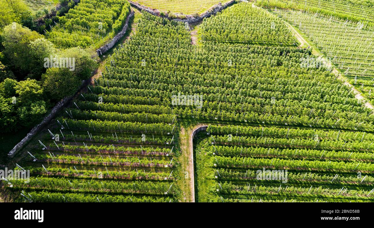 Valtellina (IT) - Chiuro - Apple orchard in spring - Aerial view Stock ...