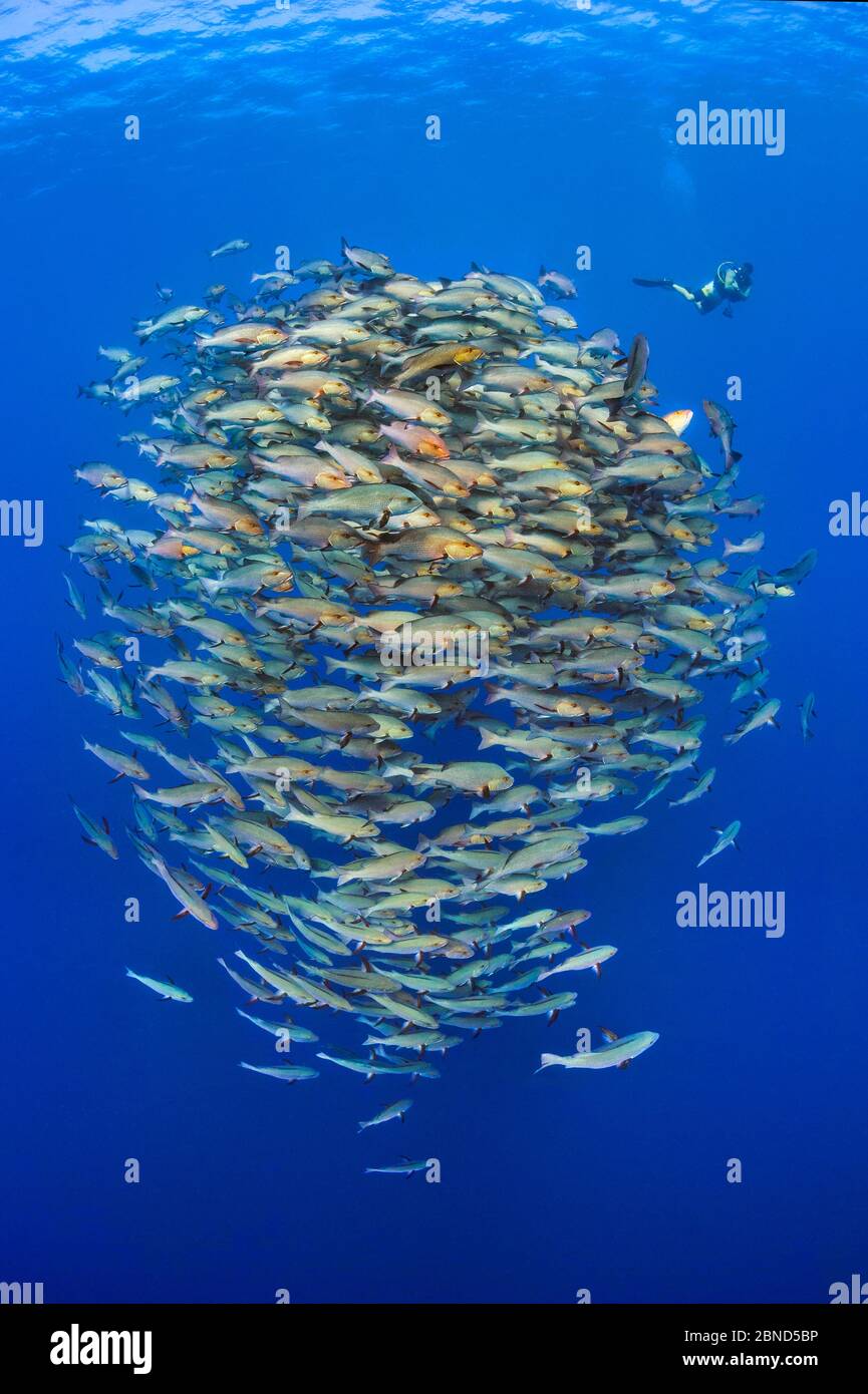 Bohar snapper (Lutjanus bohar) school with diver, Ras Mohammed, Ras ...