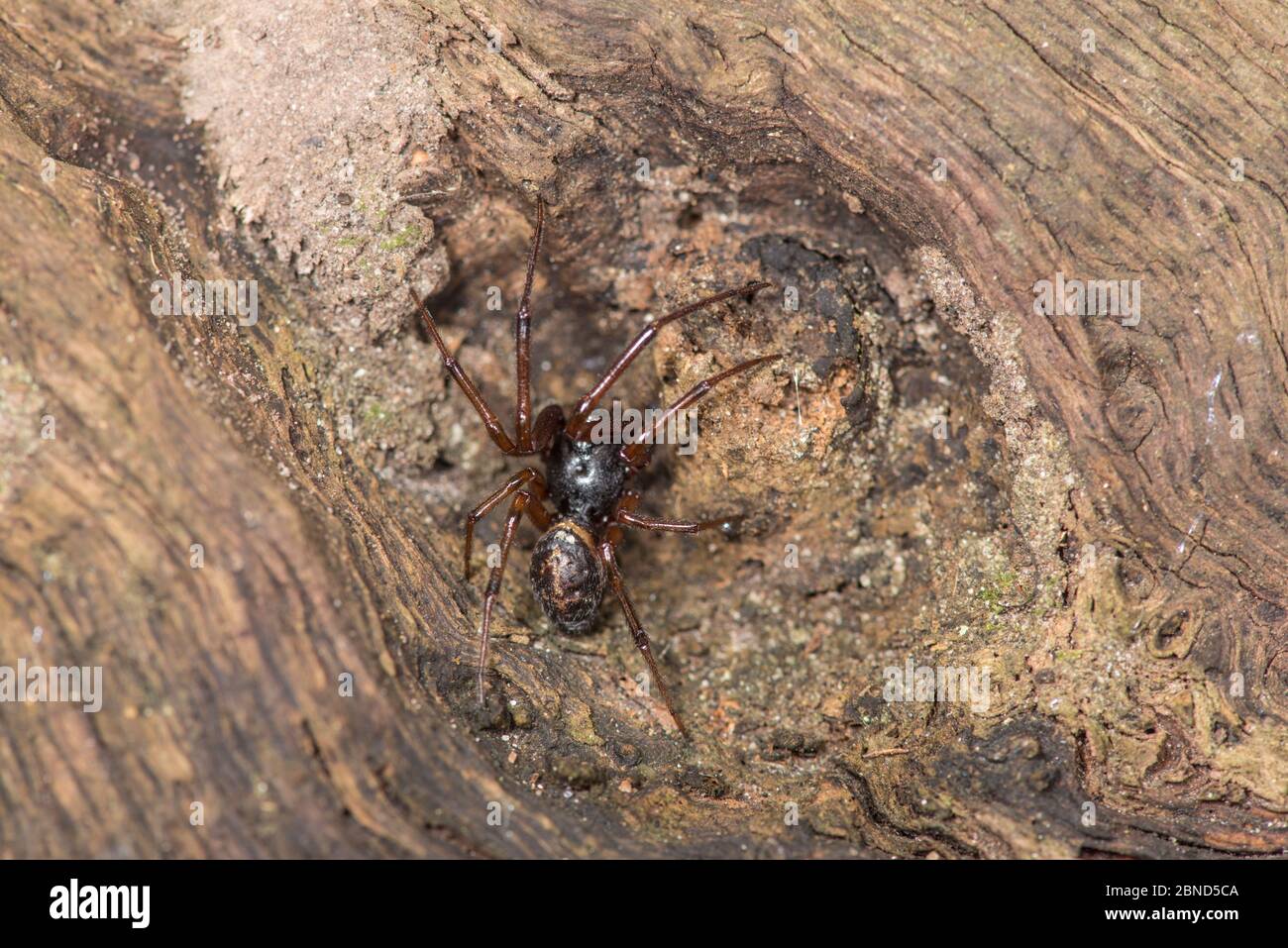 Black widow spider hi-res stock photography and images - Alamy