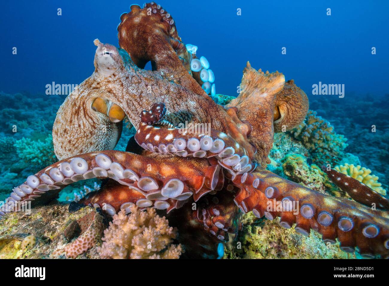 Reef octopus (Octopus cyanea) two fighting, (probably males) Gubal ...