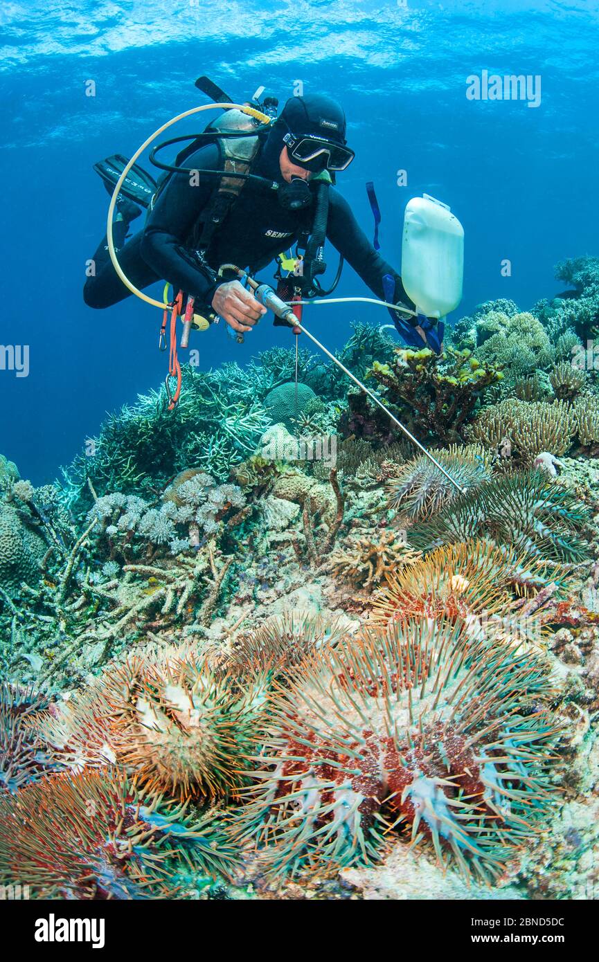Diver injecting a toxin into Crown of thorn starfish (Acanthaster ...