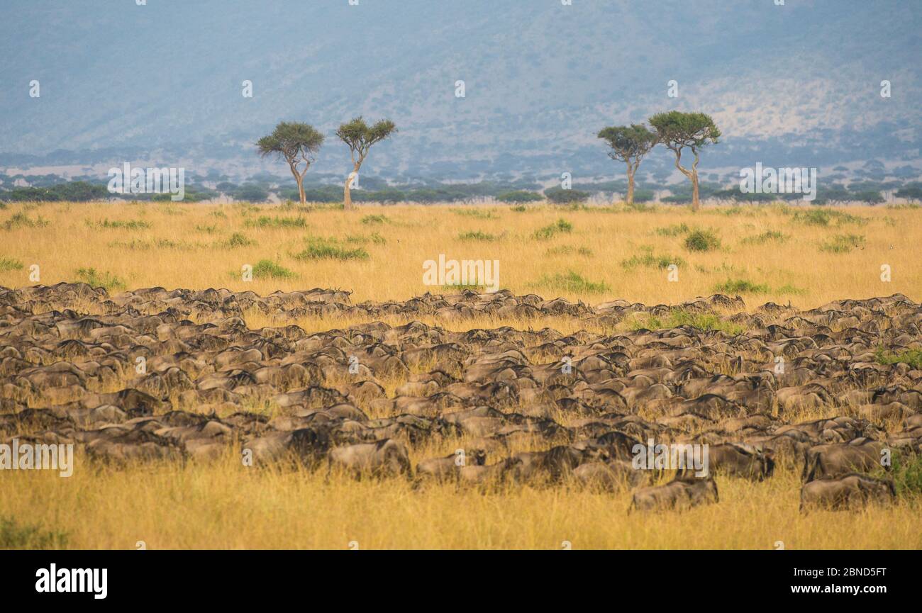 Herd during migration hi-res stock photography and images - Alamy