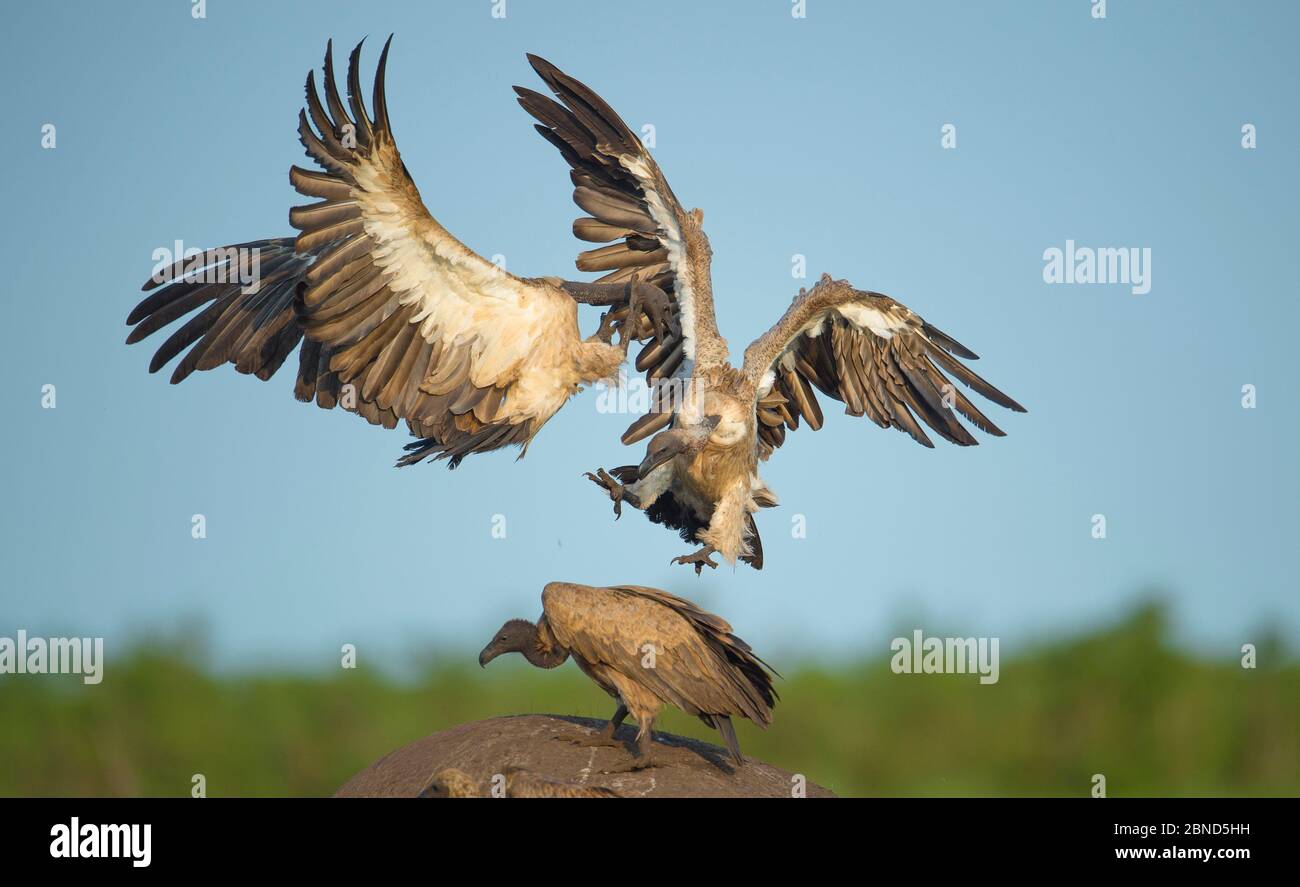 Vulture flying over a dead animal hi-res stock photography and images ...