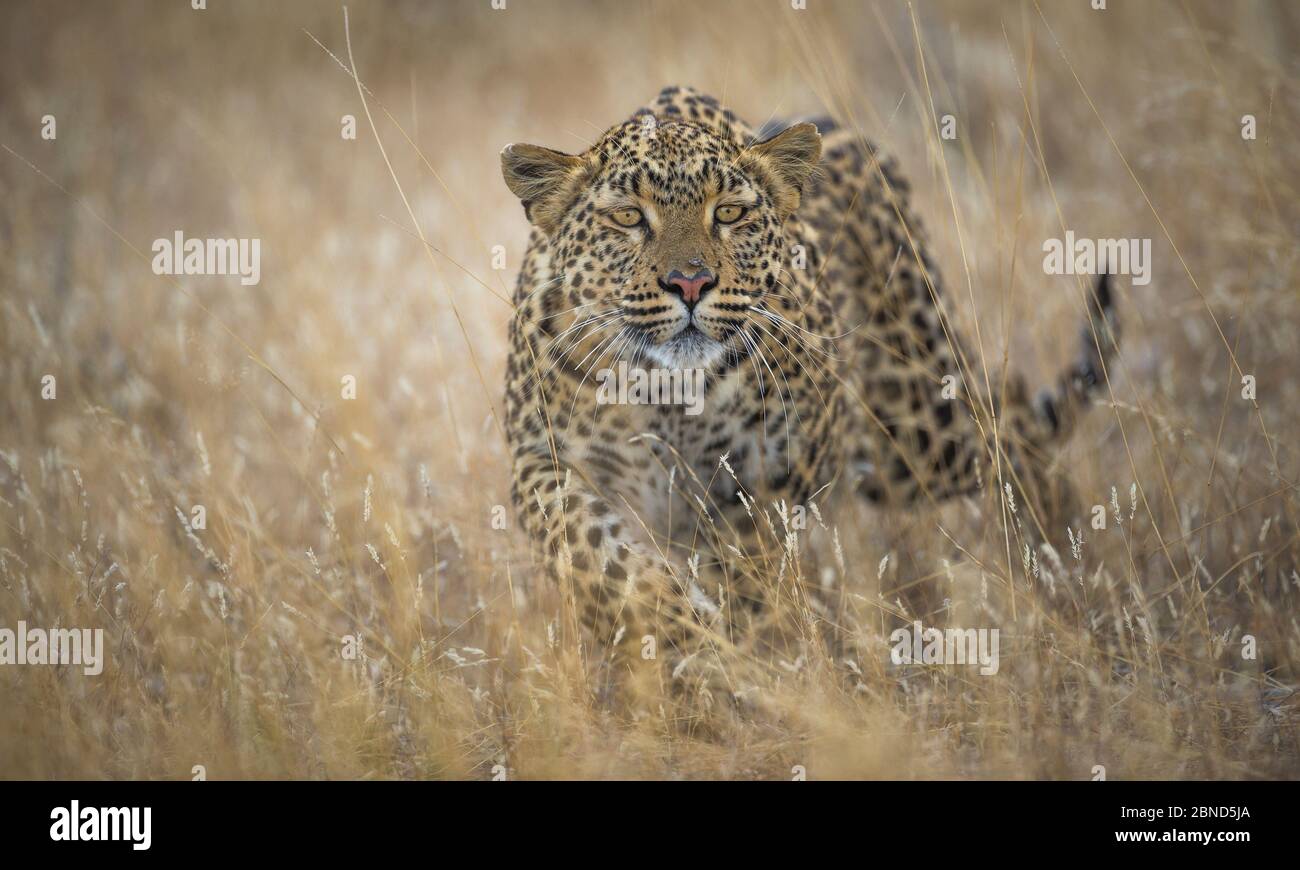 Stalking in grass hi-res stock photography and images - Alamy