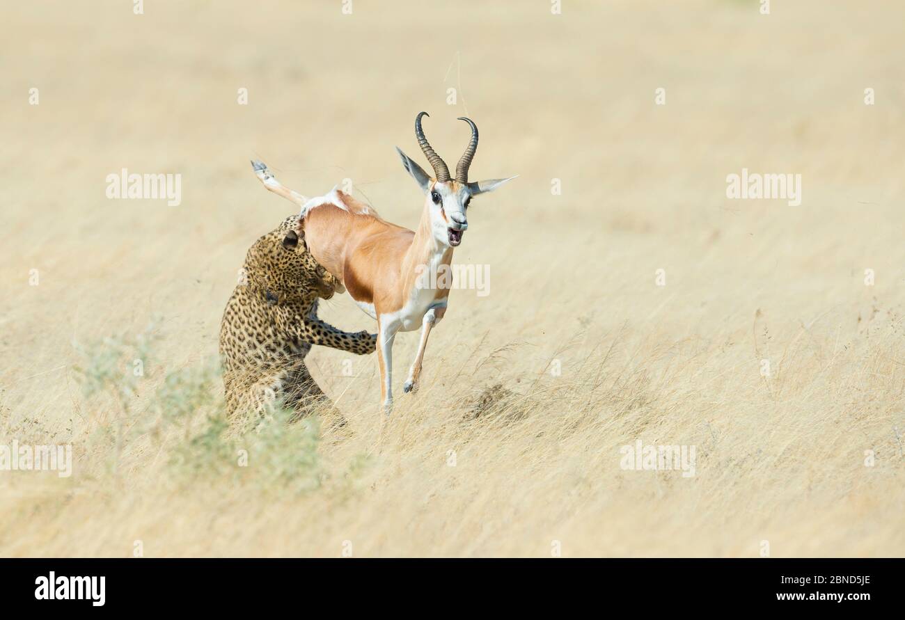 Springbok Hunting