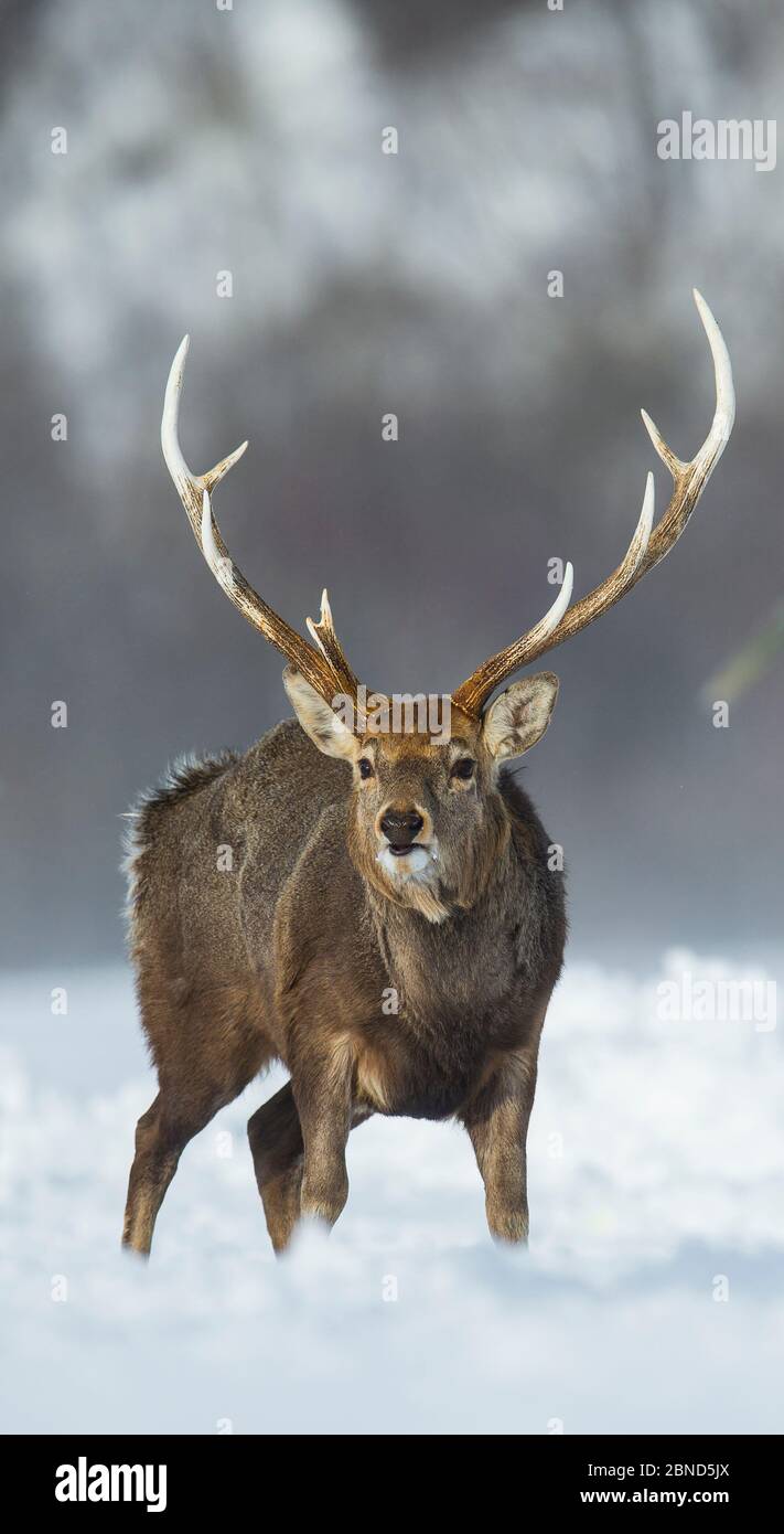 Sika deer (Cervus nippon) stag feeding in snow. Hokkaido, Japan, March ...