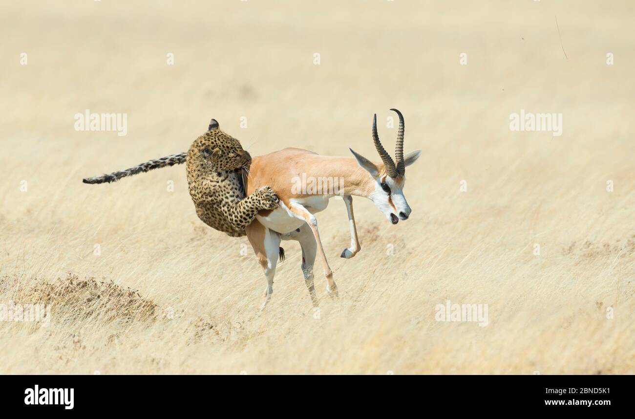 Springbok Hunting
