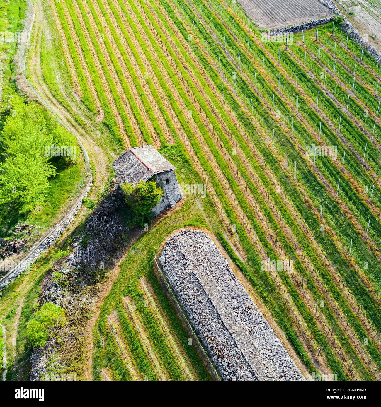 Aerial view apple plantation in hi-res stock photography and images - Alamy