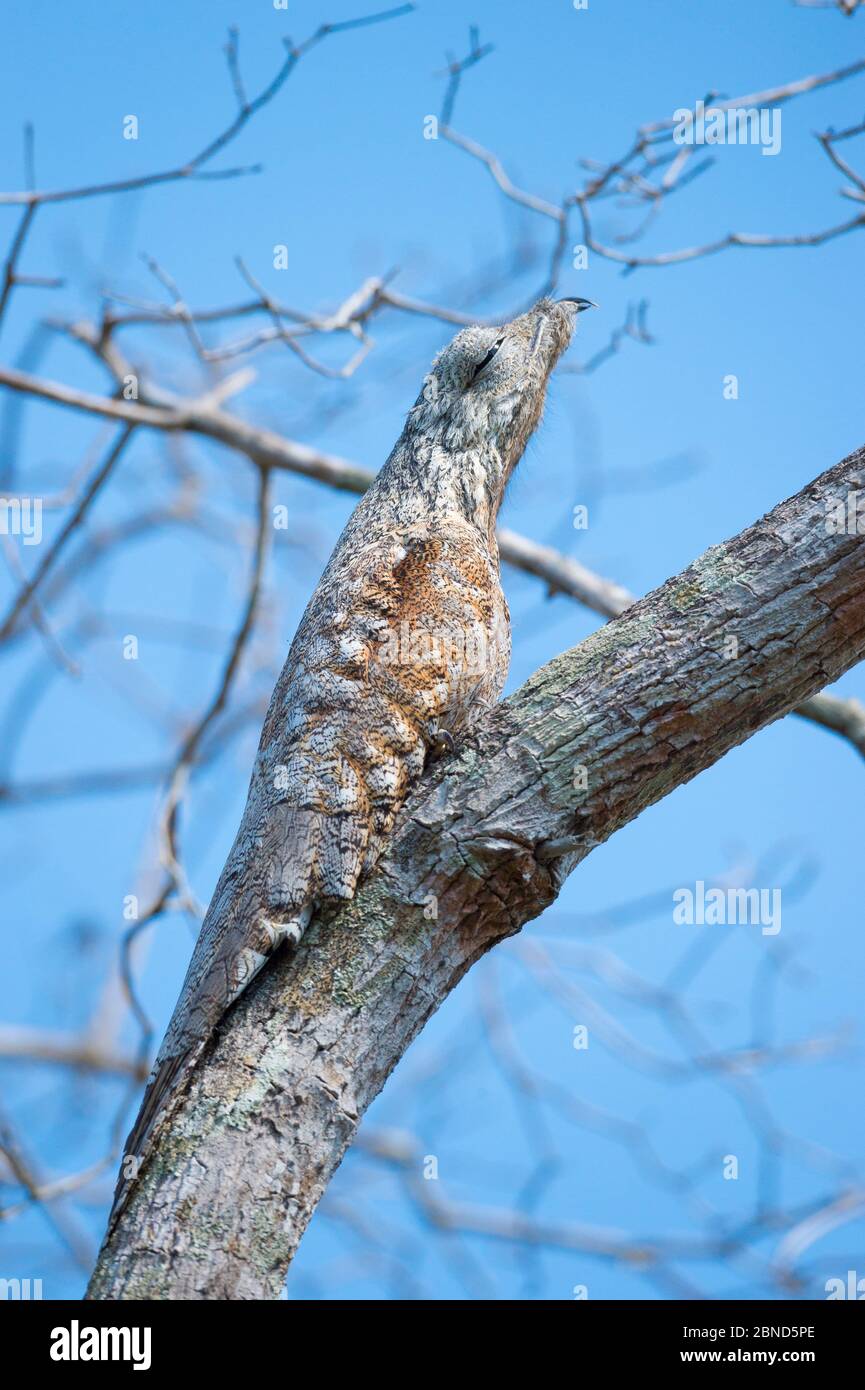Grand potoo hi-res stock photography and images - Alamy
