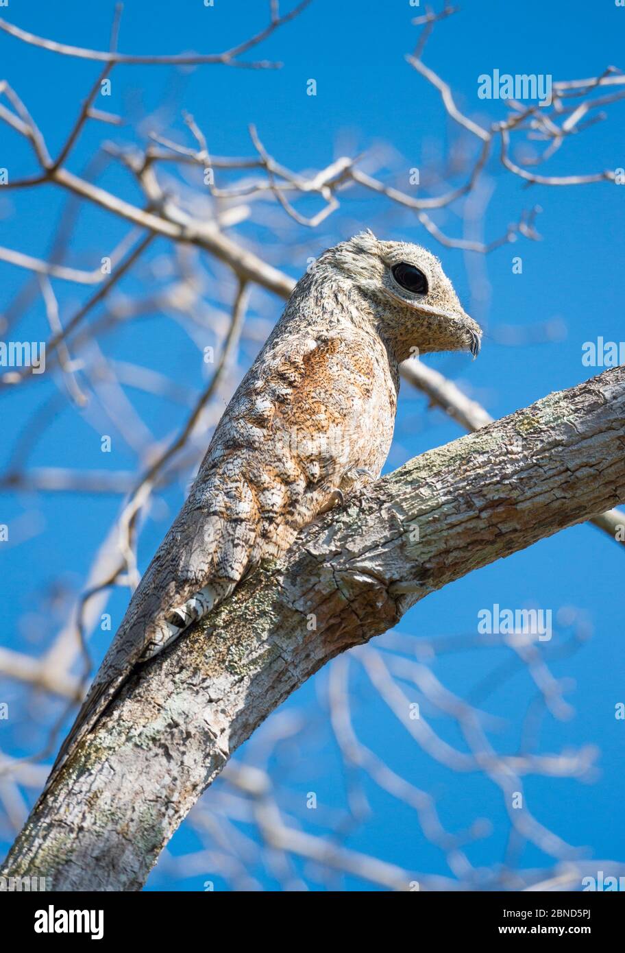 Grand potoo hi-res stock photography and images - Alamy