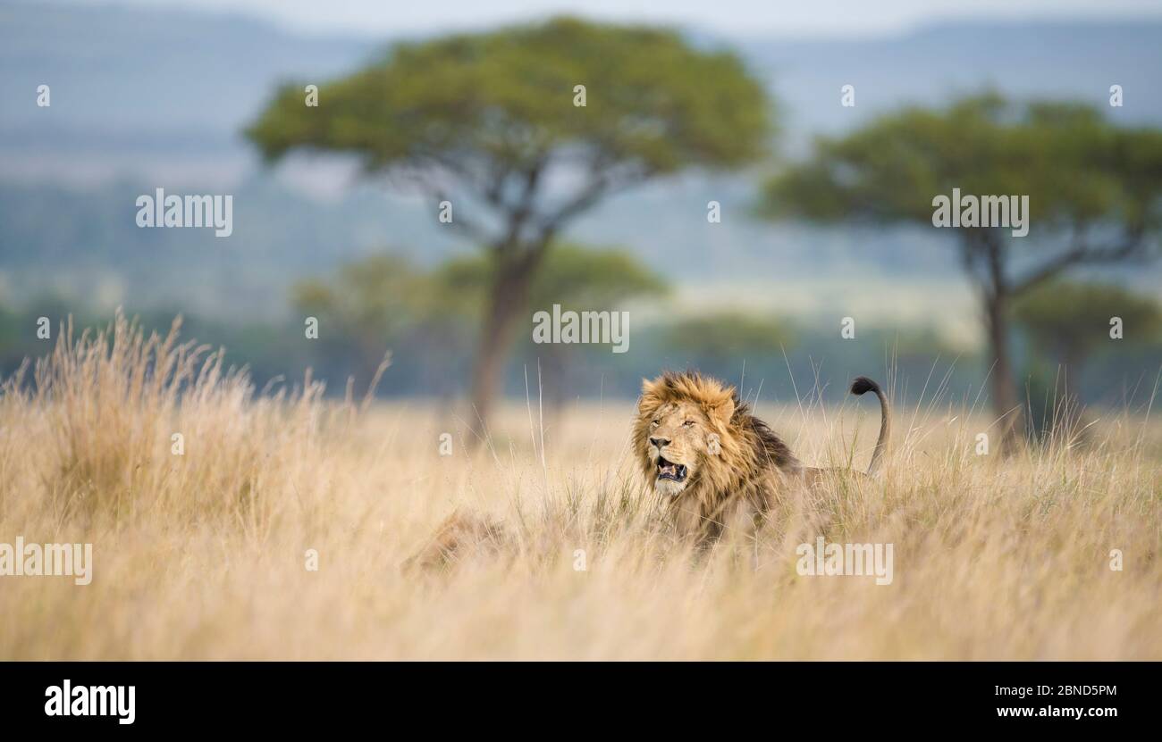 Lion (Panthera leo) in savannah with acacia trees, Masai Mara, Kenya ...