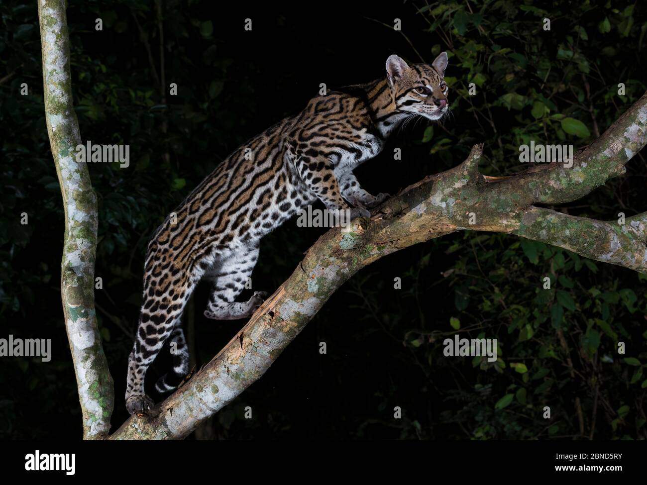 Ocelot (Leopardus pardalis) climbing tree, Pantanal, Brazil Stock Photo ...
