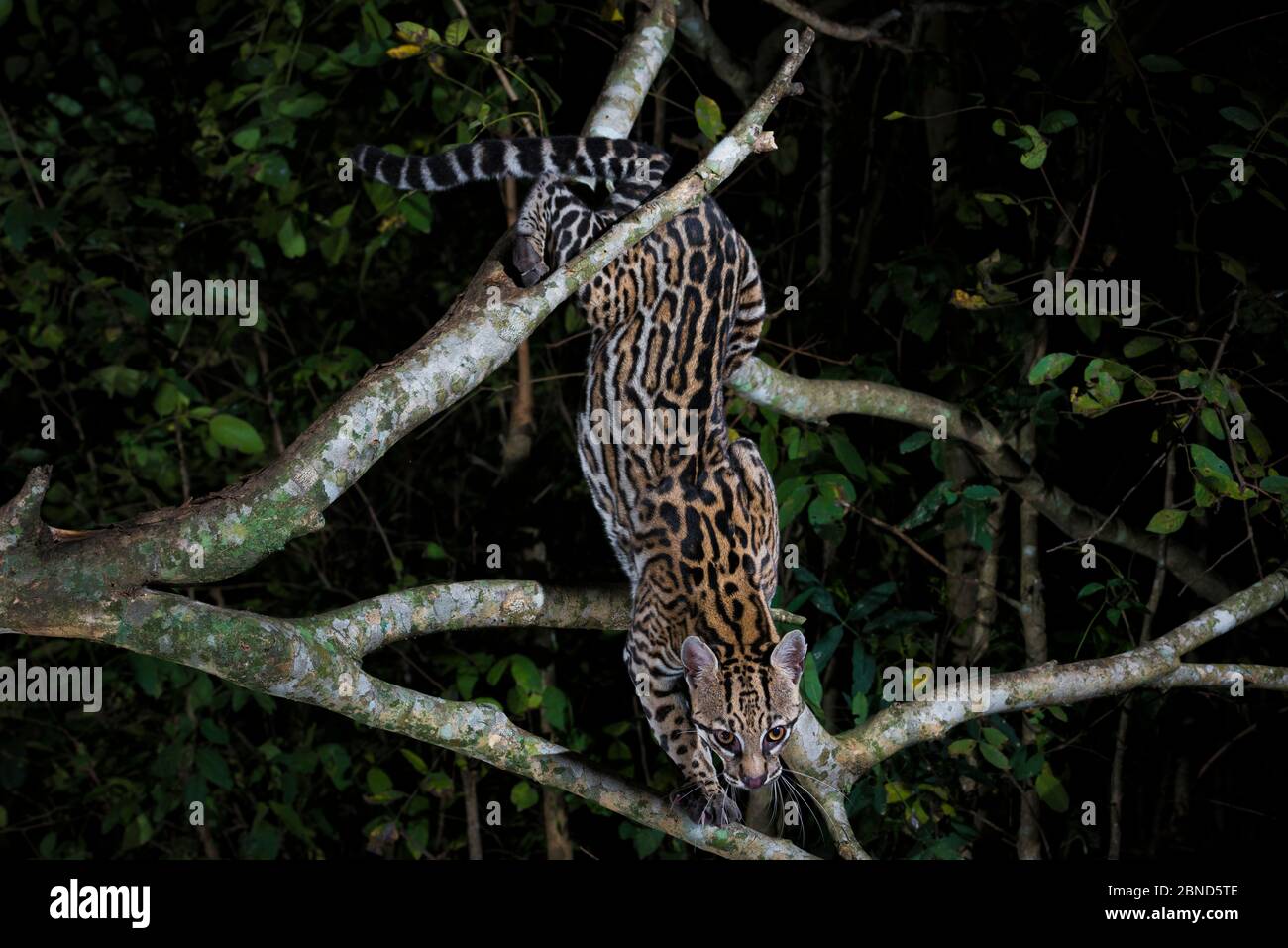 Ocelot (Leopardus pardalis) climbing tree, Pantanal, Brazil Stock Photo ...