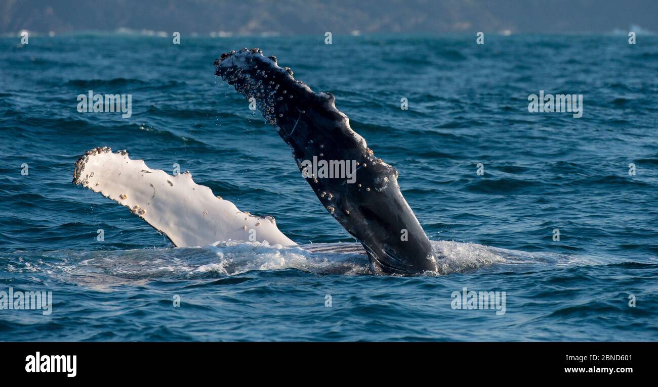 Back fins hi-res stock photography and images - Alamy