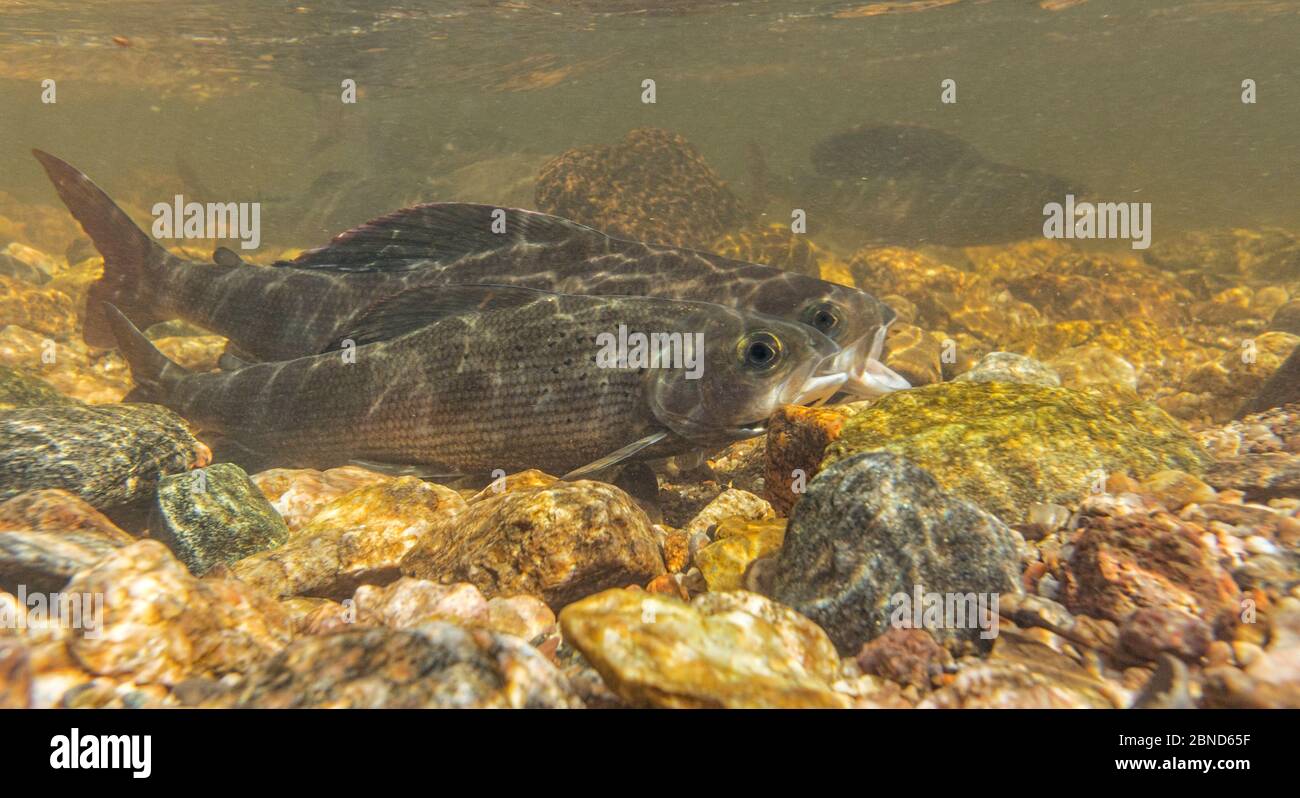 Arctic grayling (Thymallus arcticus) male and female getting ready to ...