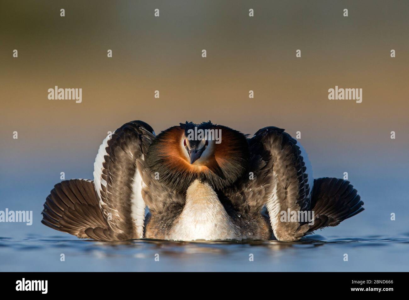 Great Crested Grebe (Podiceps cristatus) spreading its wings wide and ...