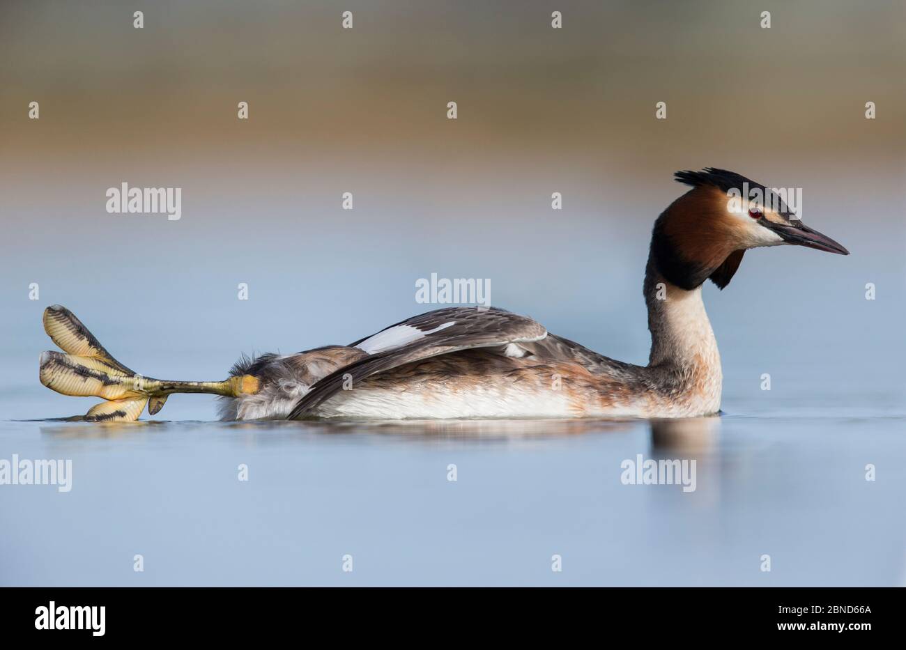 Great crested grebe (Podiceps cristatus) stretching and showing its ...