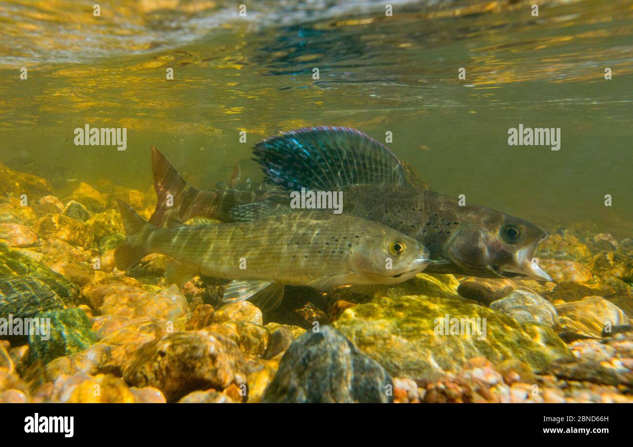 Spawning grayling hi-res stock photography and images - Alamy