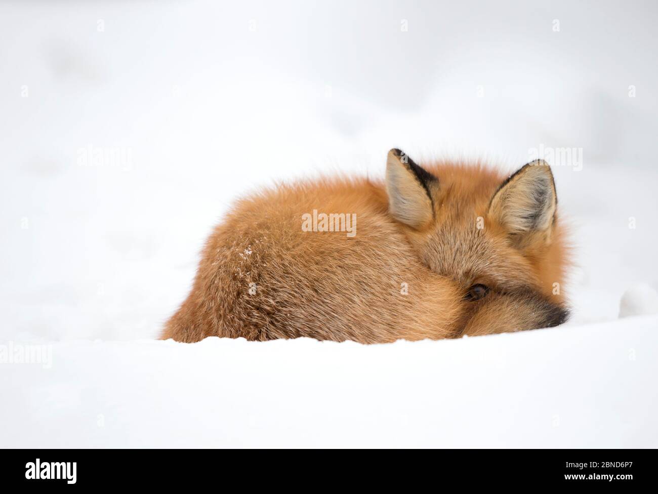 Red fox curled up hi-res stock photography and images - Alamy
