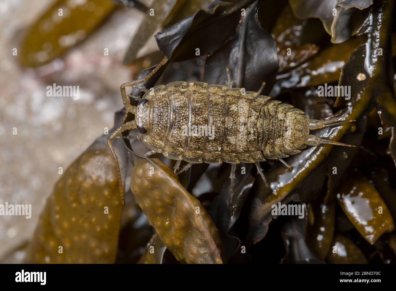 Uk sea slater hi-res stock photography and images - Alamy