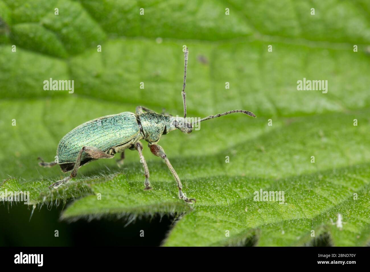 Green nettle weevil (Phyllobius pomaceus) on nettle leaf, Derbyshire ...