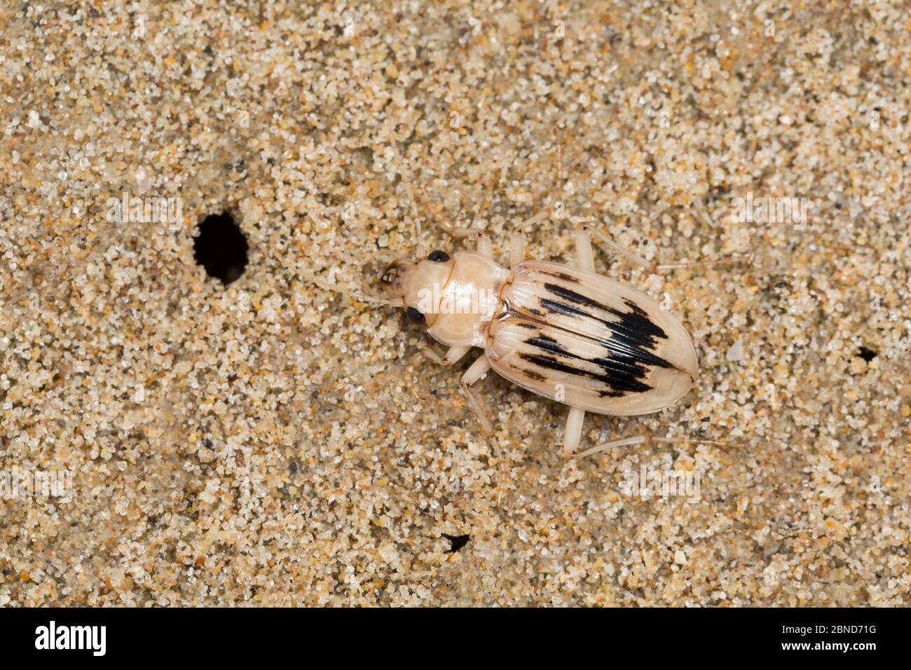 Strandline beetle, (Nebria complanata) Gower Peninsula, Wales. UK, June ...