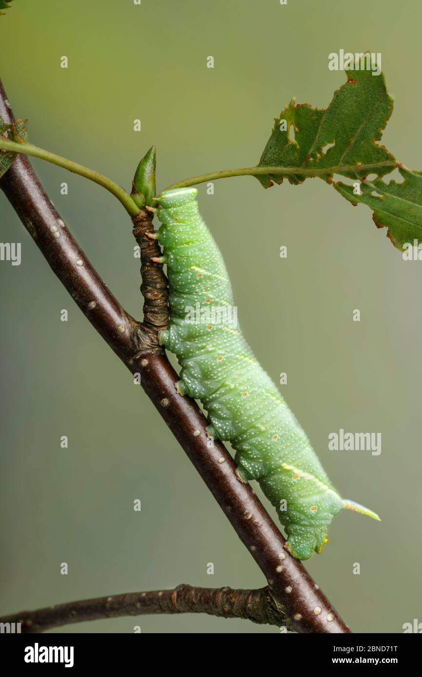 Lime hawk moth caterpillar hi-res stock photography and images - Alamy
