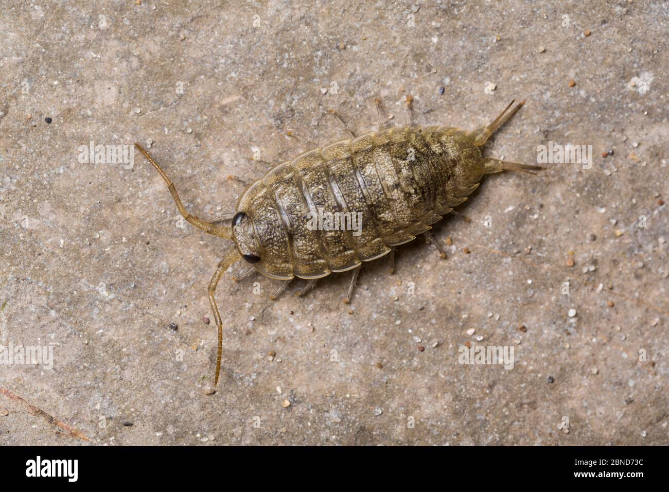 Sea slater ligia oceanica hi-res stock photography and images - Alamy