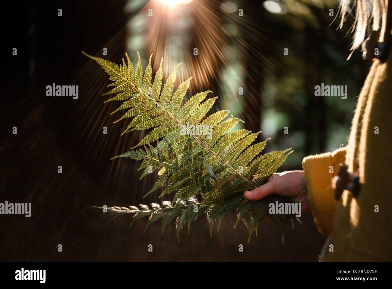 New zealand silver frond in forest hi-res stock photography and images ...