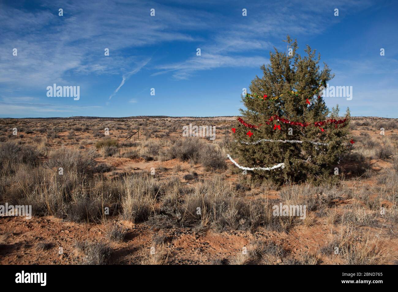 Desert tree decorated for christmas, Arizona, USA Stock Photo - Alamy