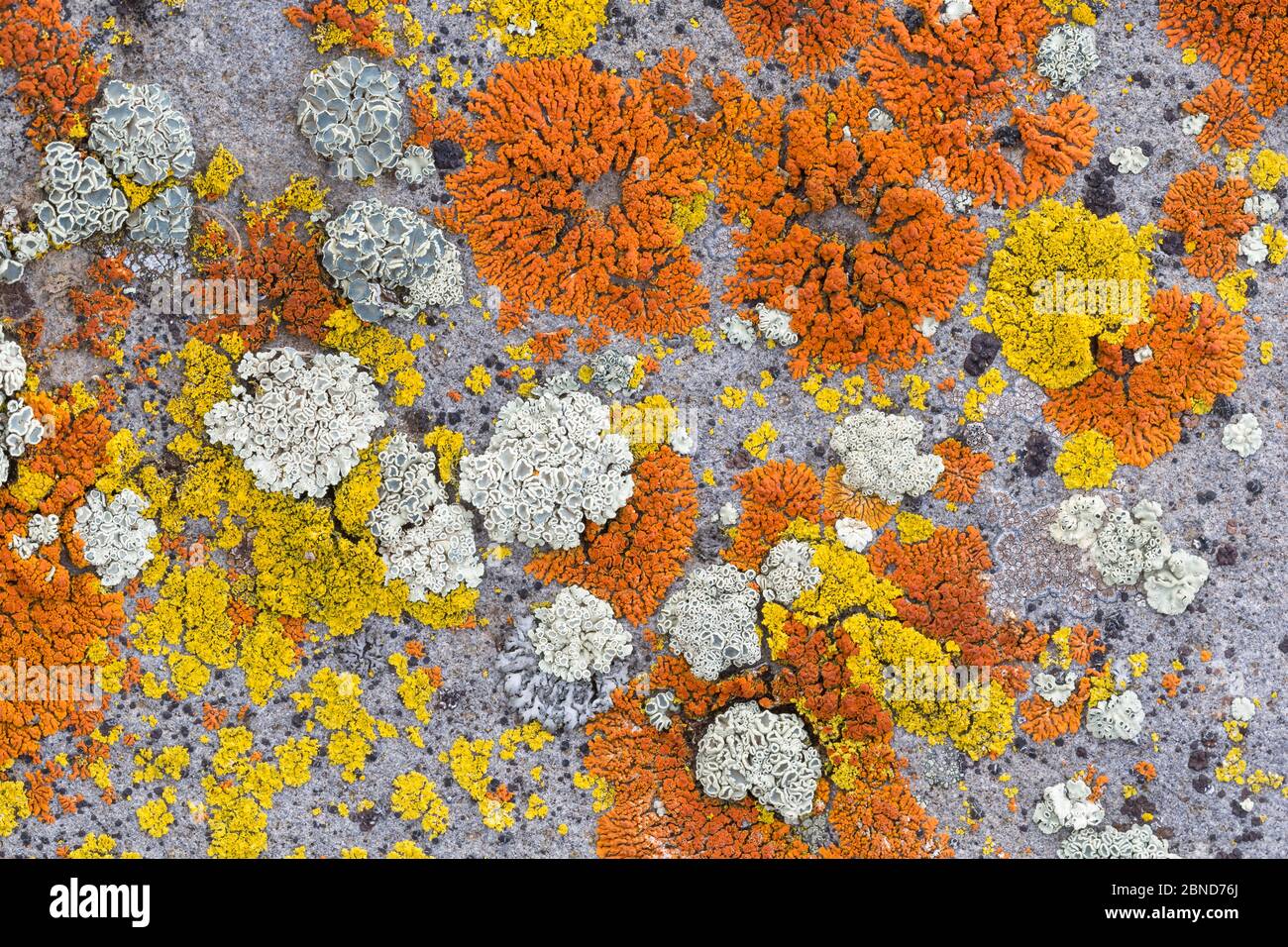Colony of lichens on granite rock, including Elegant sunburst lichen ...