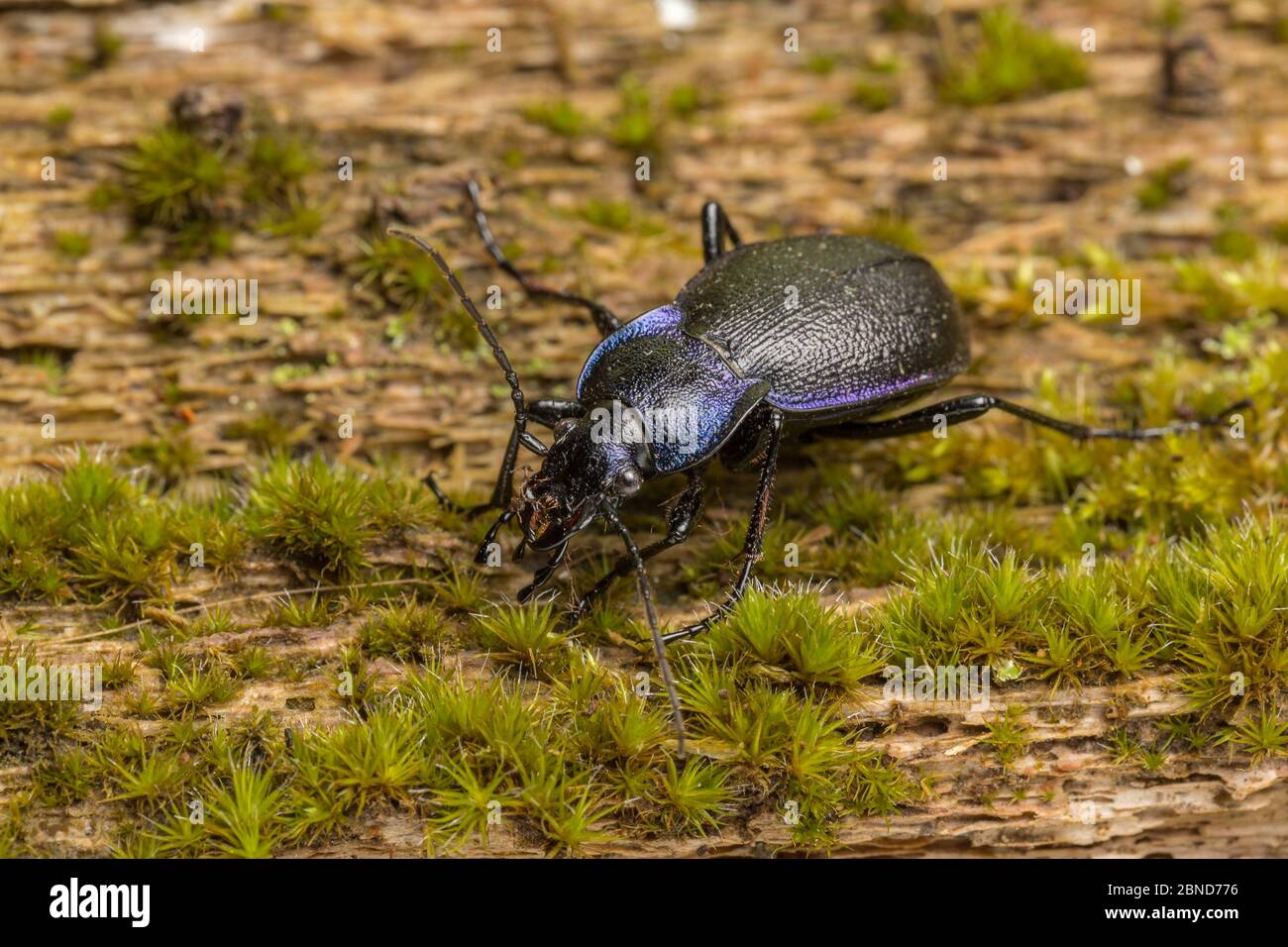 Violet ground beetle (Carabus problematicus) Derbyshire, England, UK ...