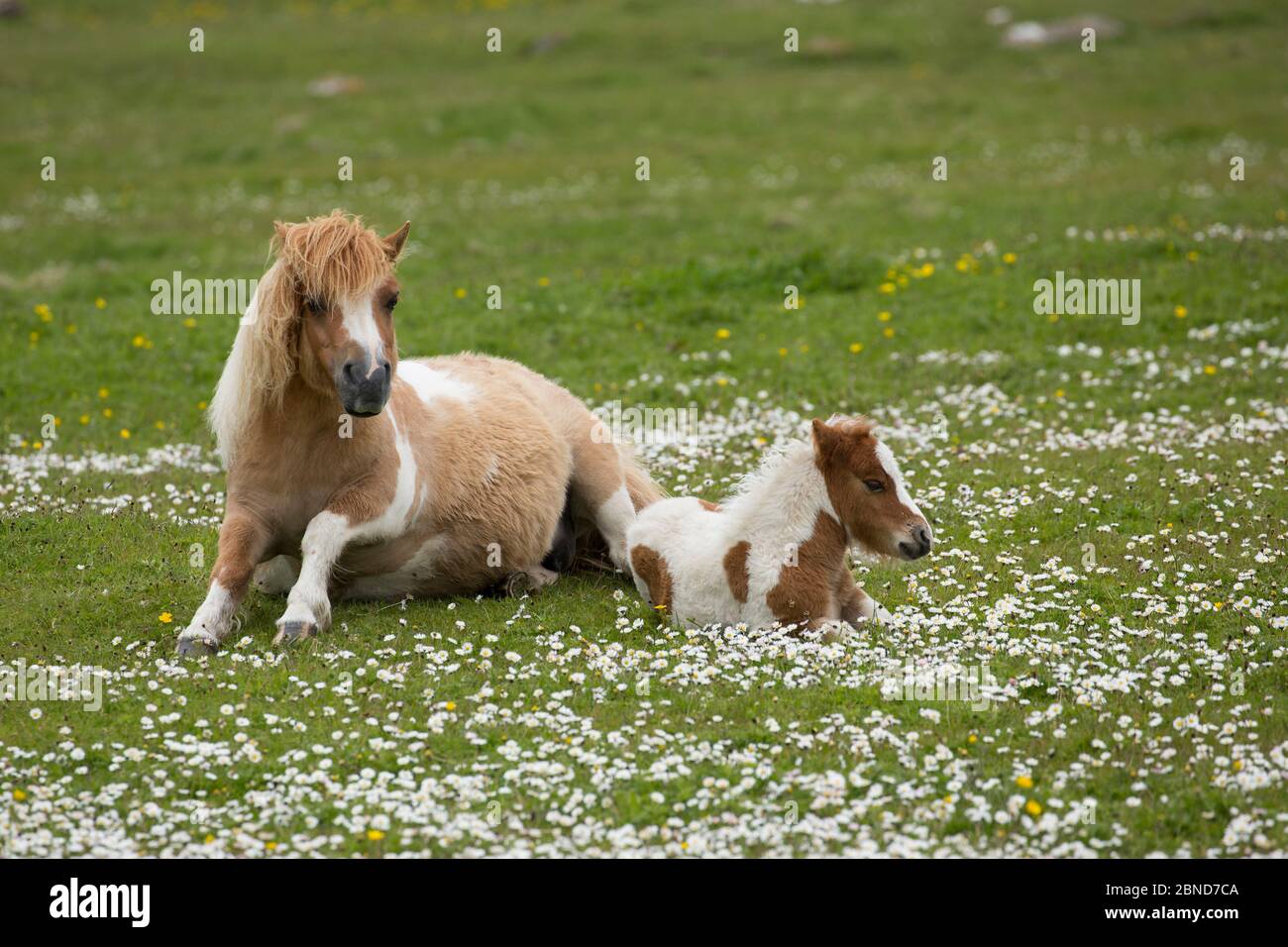 Shetlands pony hi-res stock photography and images - Alamy