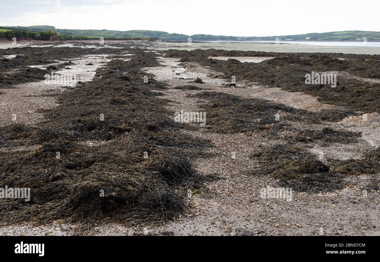 Brown Seaweed Beds Stock Photo - Alamy