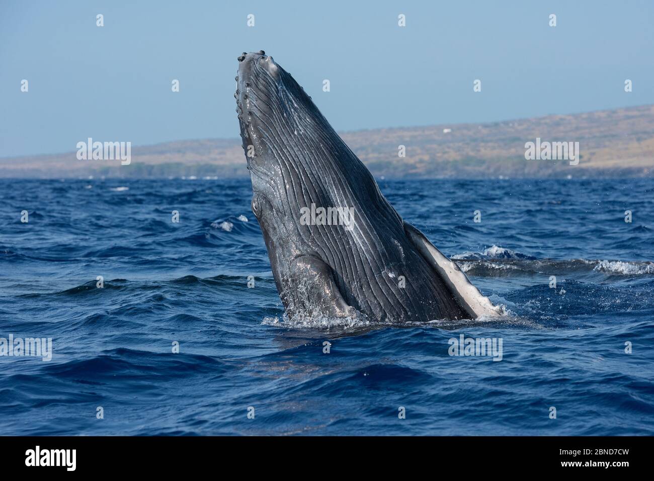 Hawaii Humpback Whale Sanctuary