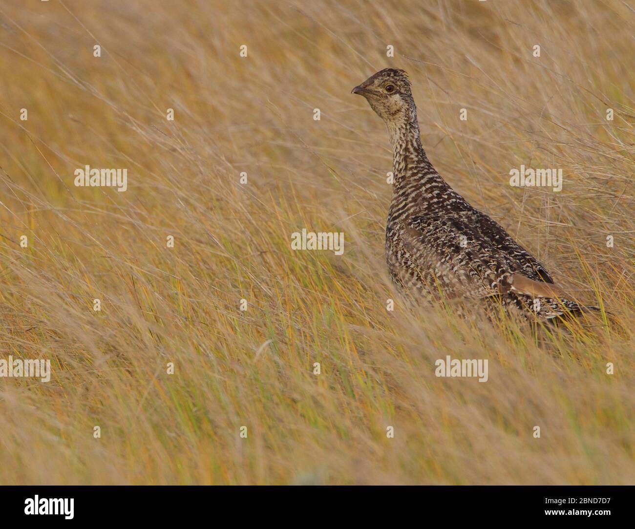 Sharp-tailed grouse (Tympanuchus phasianellus) in prairie grasses ...