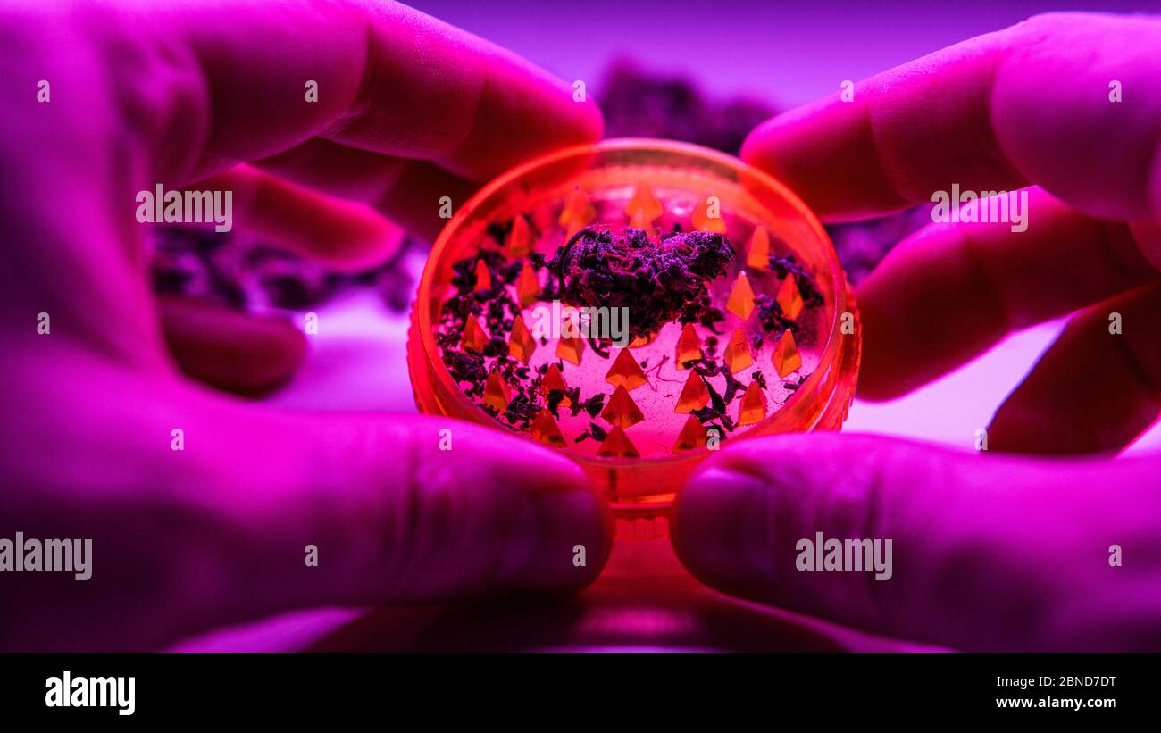 Healing medical strains of weed Stock Photo - Alamy