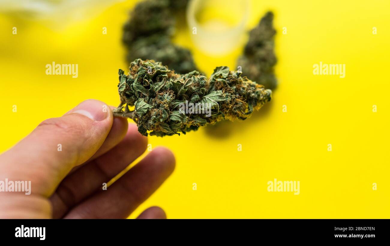 Healing medical strains of weed Stock Photo - Alamy