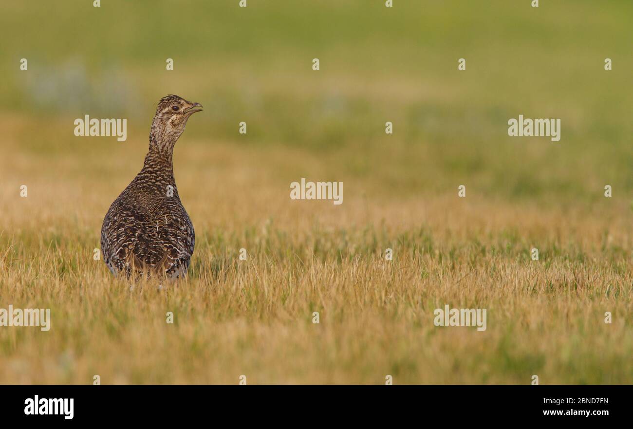 Sharp-tailed grouse (Tympanuchus phasianellus) in prairie grasses ...