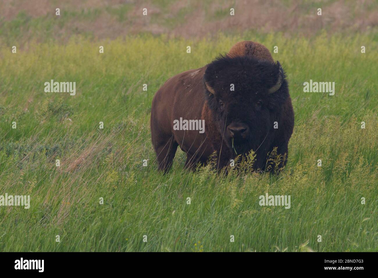 Grasslands national park saskatchewan hi-res stock photography and ...