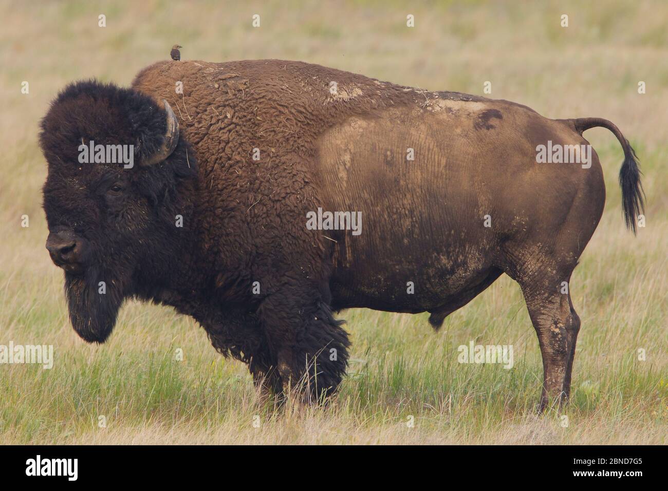 Grasslands national park saskatchewan hi-res stock photography and ...