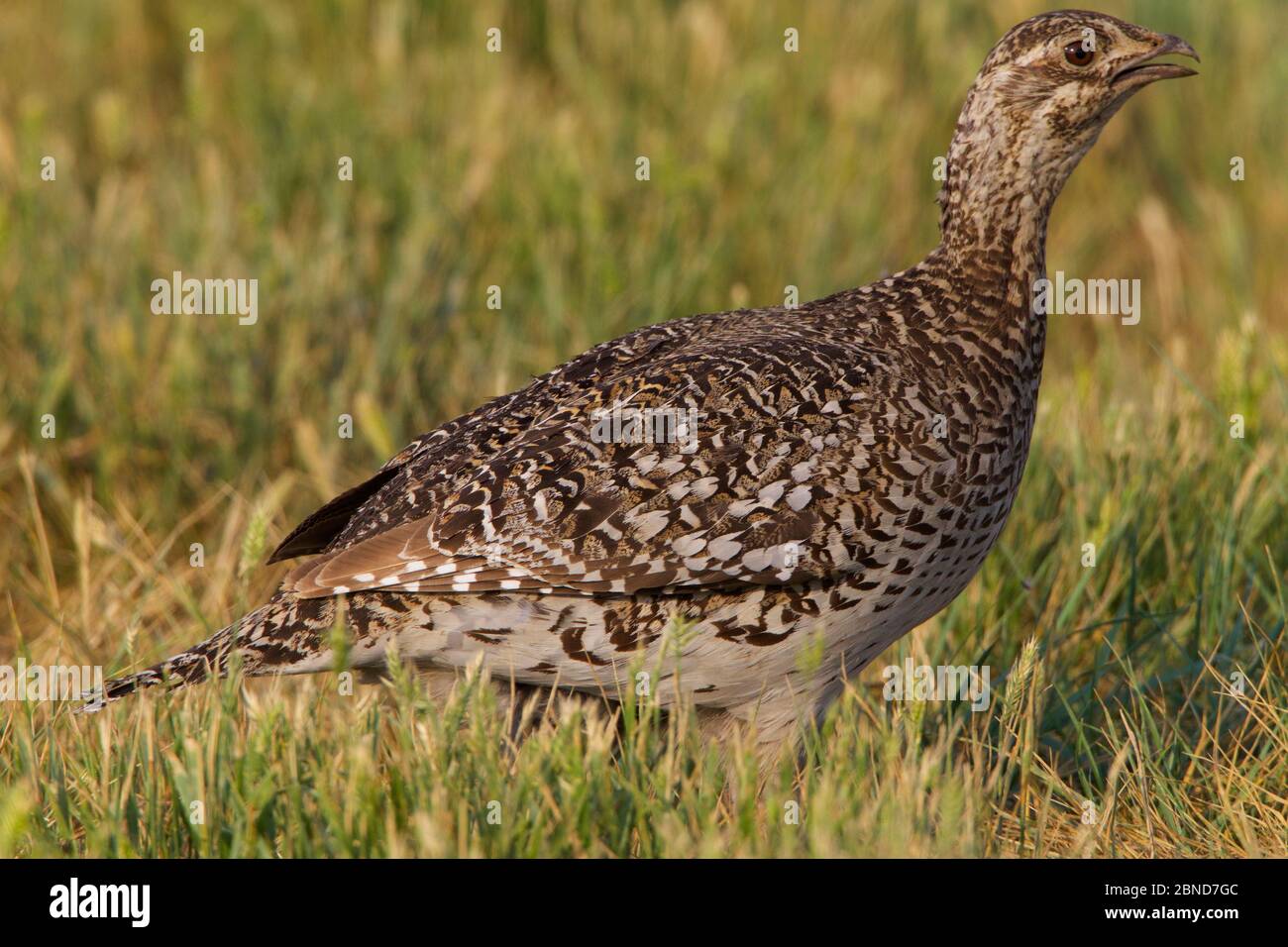 Sharp-tailed grouse (Tympanuchus phasianellus) in prairie grasses ...