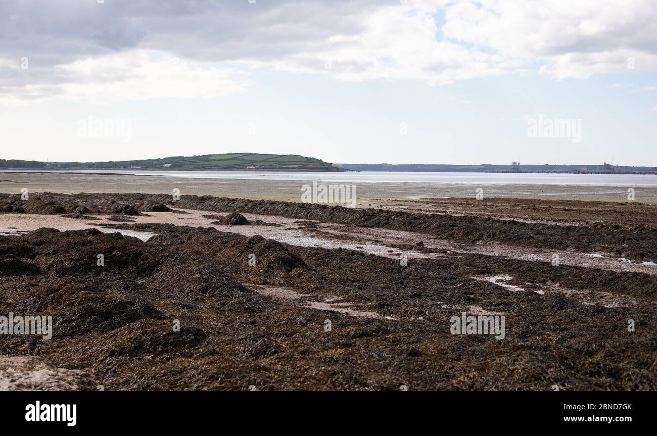Seaweed Bed at Angle Bay Stock Photo - Alamy
