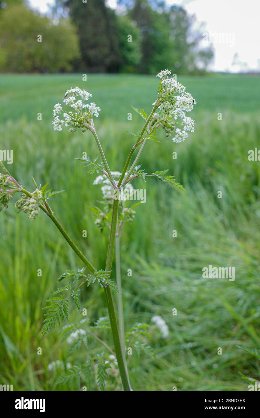 Yarrow plant illustration hi-res stock photography and images - Alamy