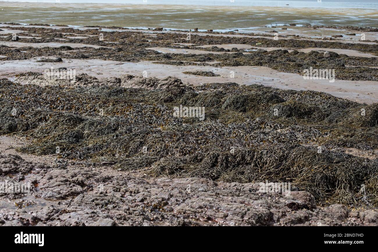 Seaweed Bed at Low Tide Stock Photo - Alamy