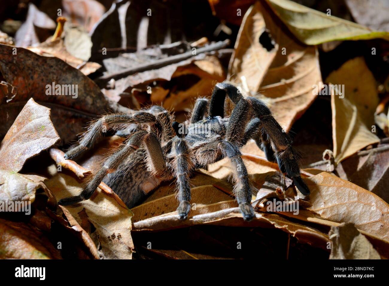 Straight horned baboon hi-res stock photography and images - Alamy